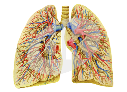 Dýchací soustava 2. část | datakabinet.cz