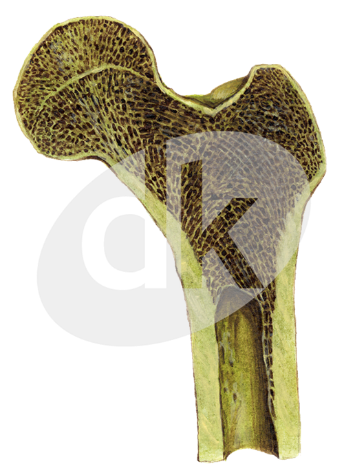 Kostní tkáň | datakabinet.cz