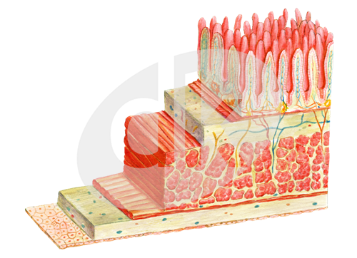 Sliznice tenkého střeva | datakabinet.cz