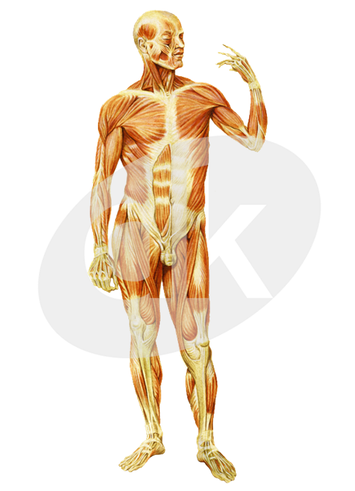 Svalstvo - čelní pohled | datakabinet.cz