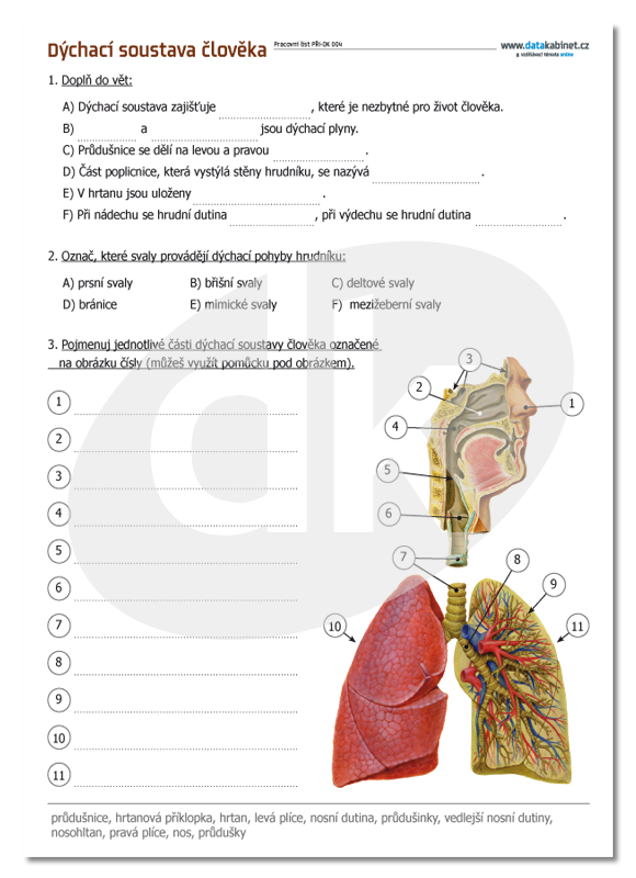 Dýchací soustava člověka | datakabinet.cz
