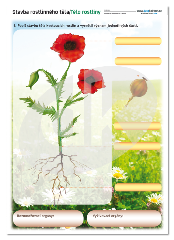 Stavba rostlinného těla/Tělo rostliny | datakabinet.cz