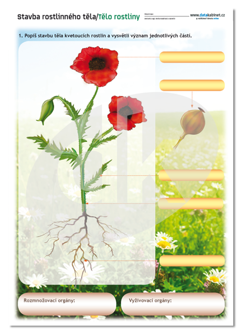 Stavba rostlinného těla/Tělo rostliny | datakabinet.cz