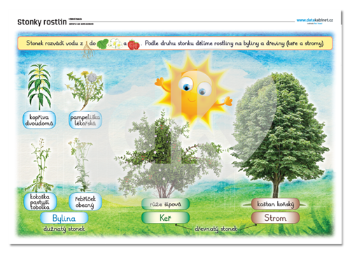 Stonky rostlin | datakabinet.cz