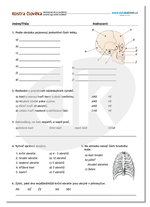 Kostra člověka | datakabinet.cz