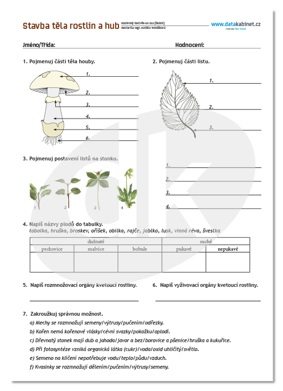 Stavba těla rostlin a hub | datakabinet.cz