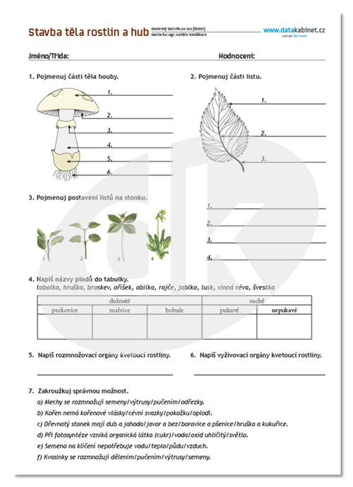 Stavba těla rostlin a hub | datakabinet.cz