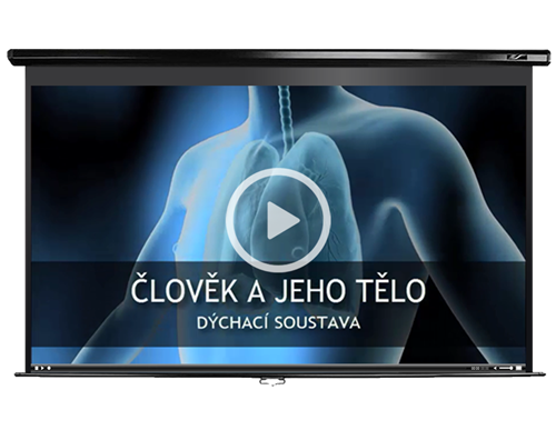 Dýchací soustava člověka | datakabinet.cz
